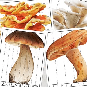 MUSHROOM Unit Study, Life Cycle, Anatomy, Nature Study, Science ...