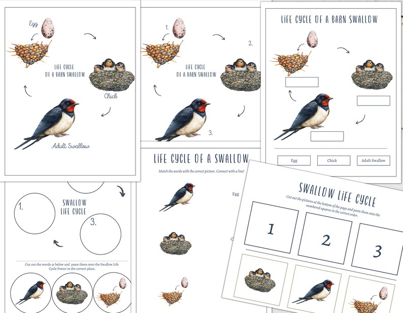 BARN SWALLOW Mini Unit Study Life Cycle Anatomy Nature - Etsy