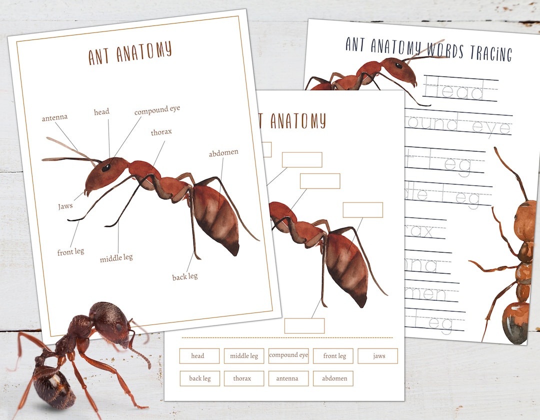ANT Anatomy Poster, Labeling and Tracing Activity, Homeschool ...