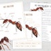 ANT Anatomy Poster, Labeling and Tracing Activity, Homeschool ...