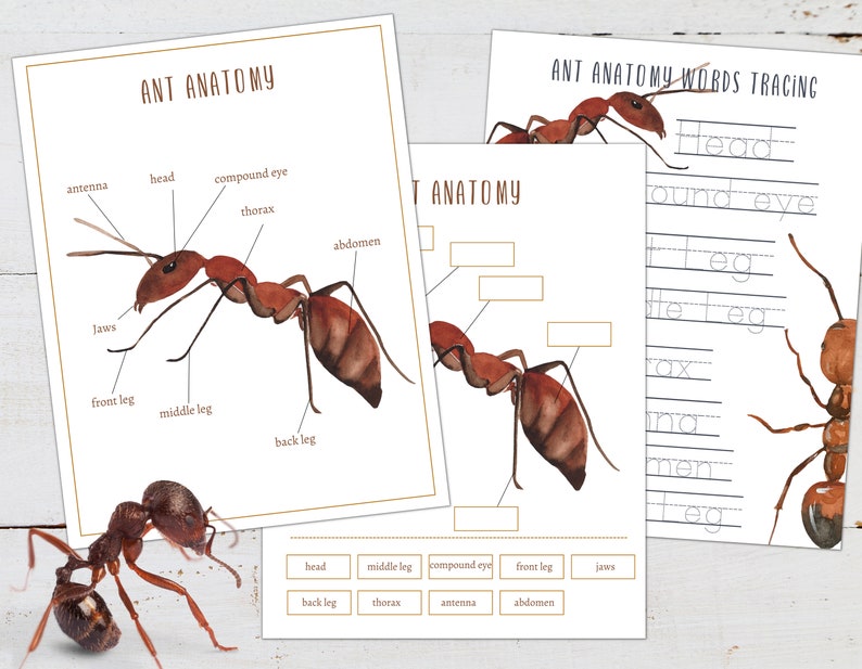 ANT Anatomy Poster, Labeling and Tracing Activity, Homeschool ...