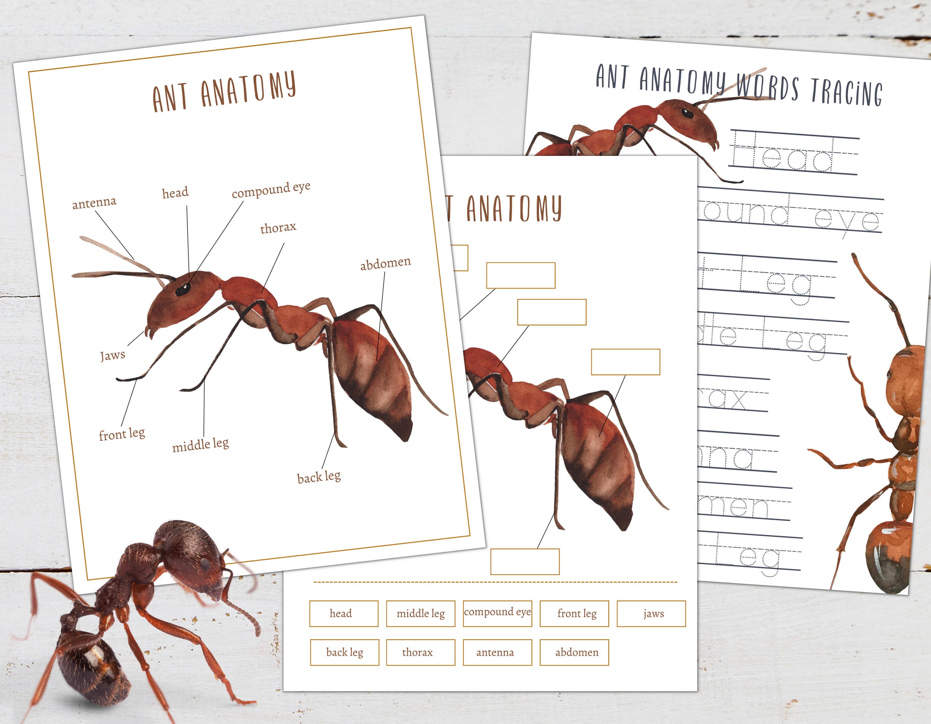 ANT Anatomy Poster, Labeling and Tracing Activity, Homeschool ...