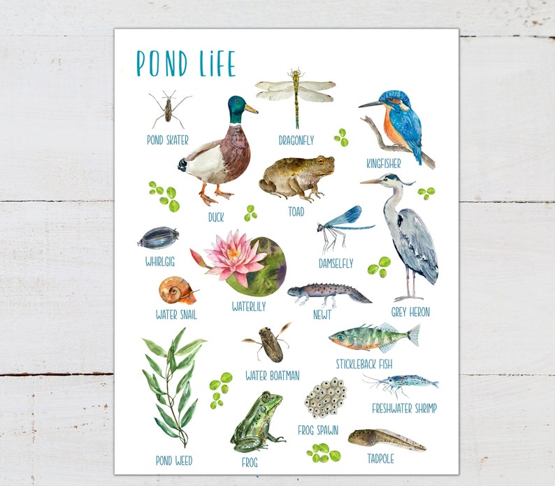 POND LIFE Poster 3-part Cards, Nature Study, Instant DOWNLOAD - Etsy