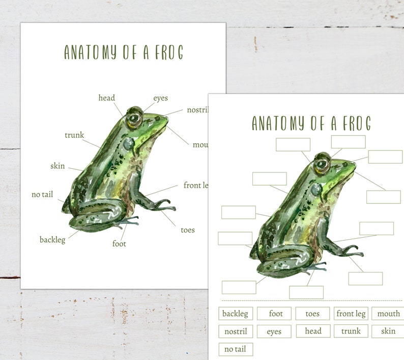 FROG Unit Study Life Cycle Anatomy Nature Study Science - Etsy
