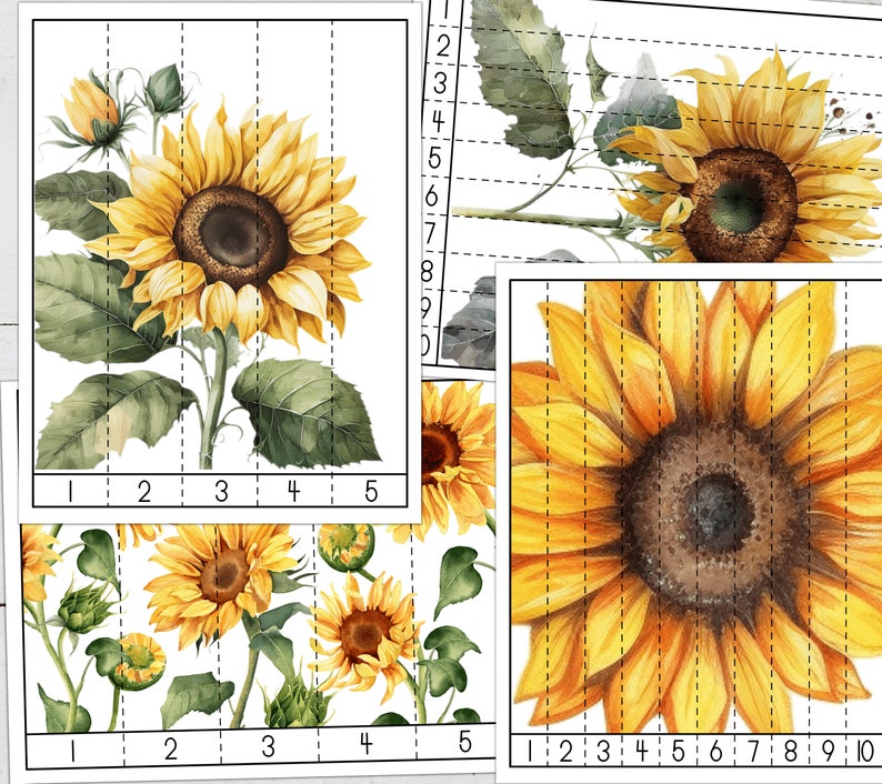 SUNFLOWER Unit Study, Life Cycle, Anatomy, Nature Study, Science ...