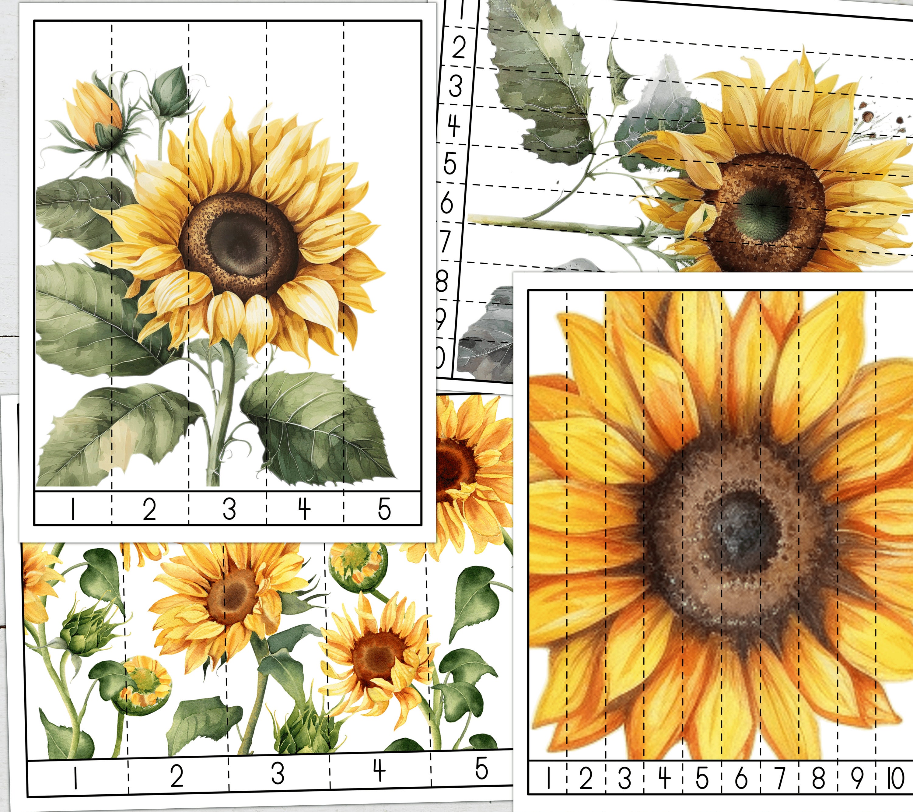SUNFLOWER Unit Study, Life Cycle, Anatomy, Nature Study, Science ...