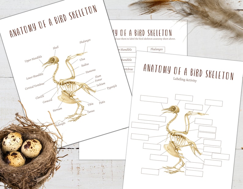 BIRD Skeleton Anatomy Poster, Labeling and Tracing Activity, Homeschool ...