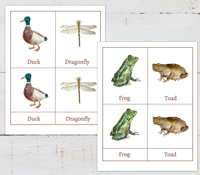 POND LIFE Poster 3-part Cards, Nature Study, Instant DOWNLOAD - Etsy