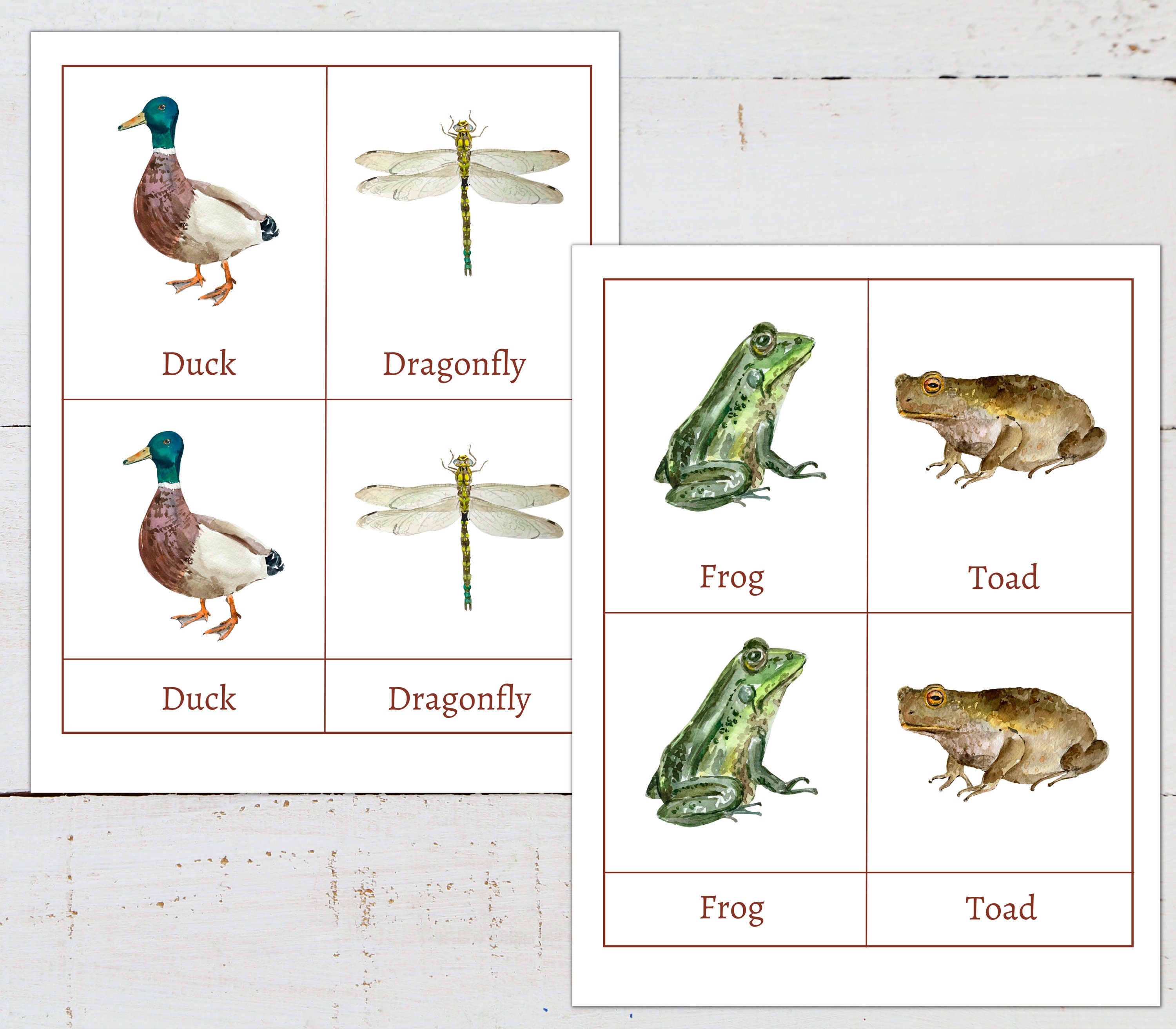 POND LIFE Poster + 3-part Cards, Nature Study, Instant DOWNLOAD - Etsy
