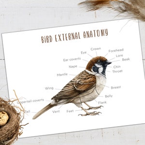 BIRD External Anatomy Poster, Labeling and Tracing Activity, Homeschool ...
