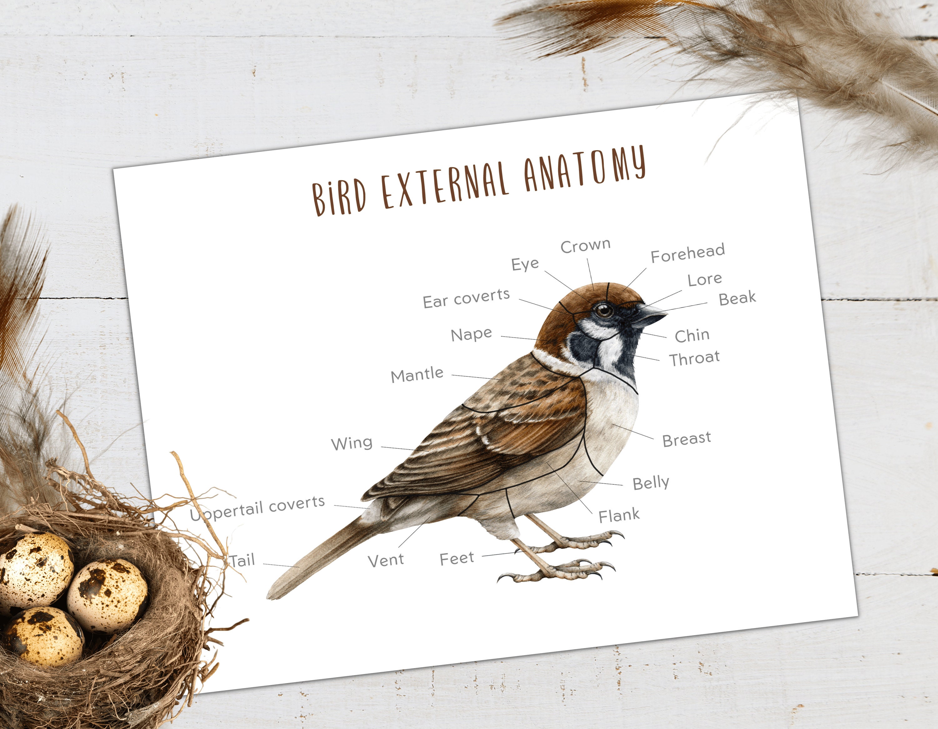 BIRD External Anatomy Poster, Labeling and Tracing Activity, Homeschool ...