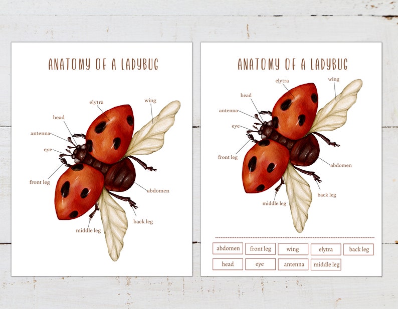 LADYBUG Anatomy Poster Labeling and Tracing Activity - Etsy
