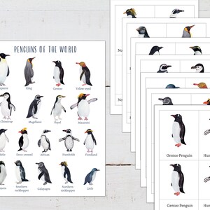 PENGUINS Unit Study, Life Cycle, Anatomy, Nature Study, Science ...