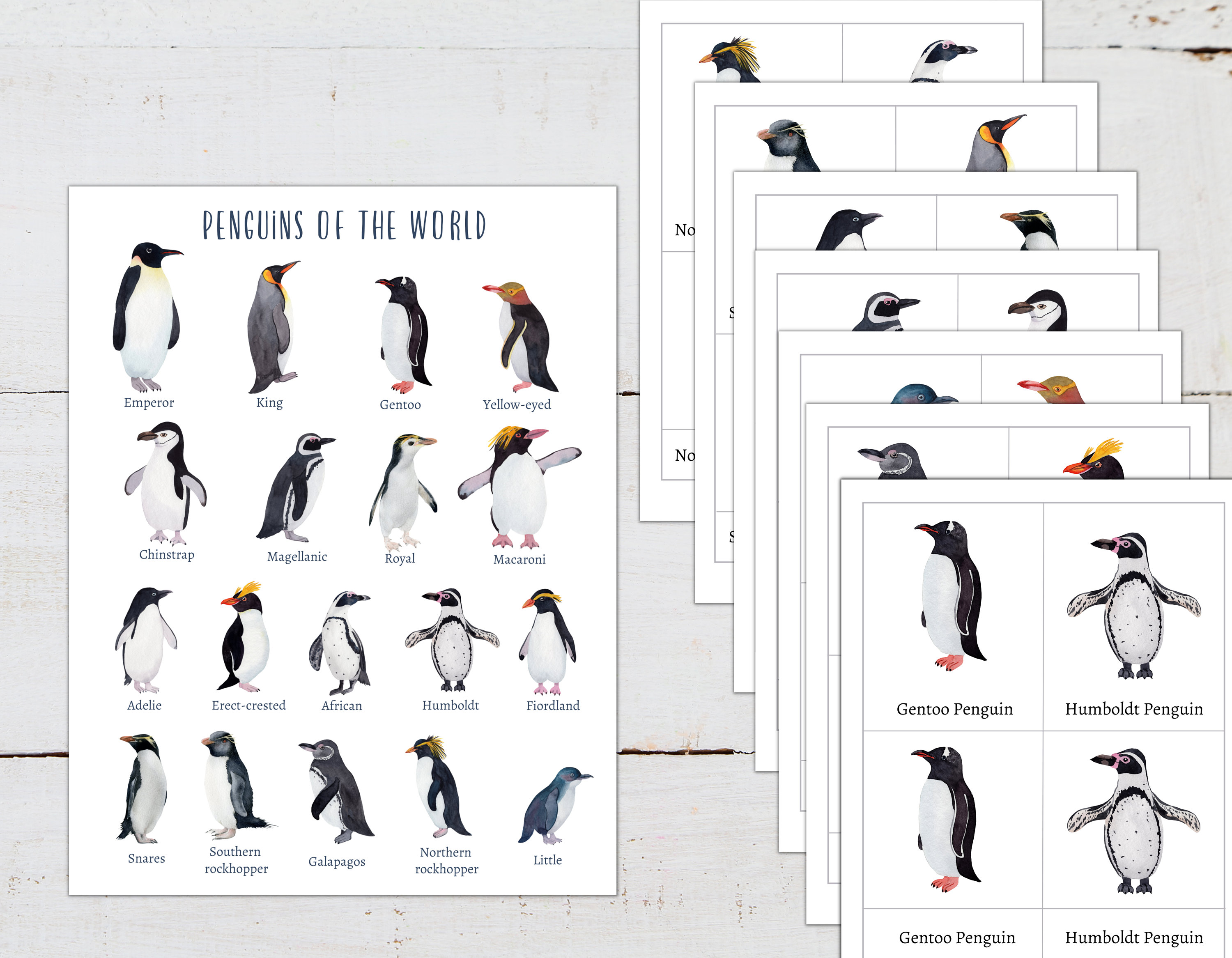PENGUINS Unit Study Life Cycle Anatomy Nature Study - Etsy