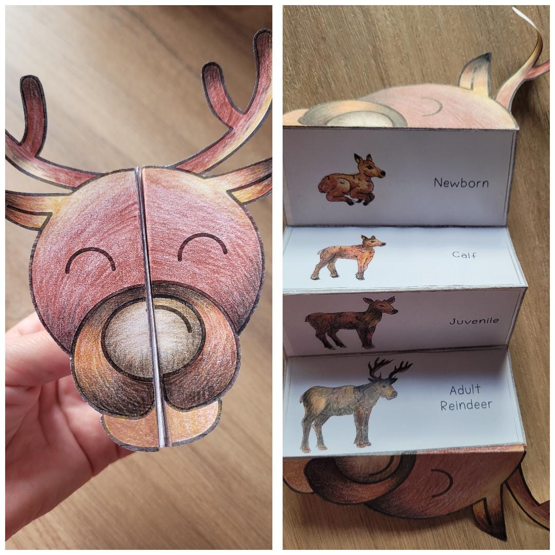 Reindeer Life Cycle Foldable Template, Kids' Science Craft, A4 and 11x8 ...