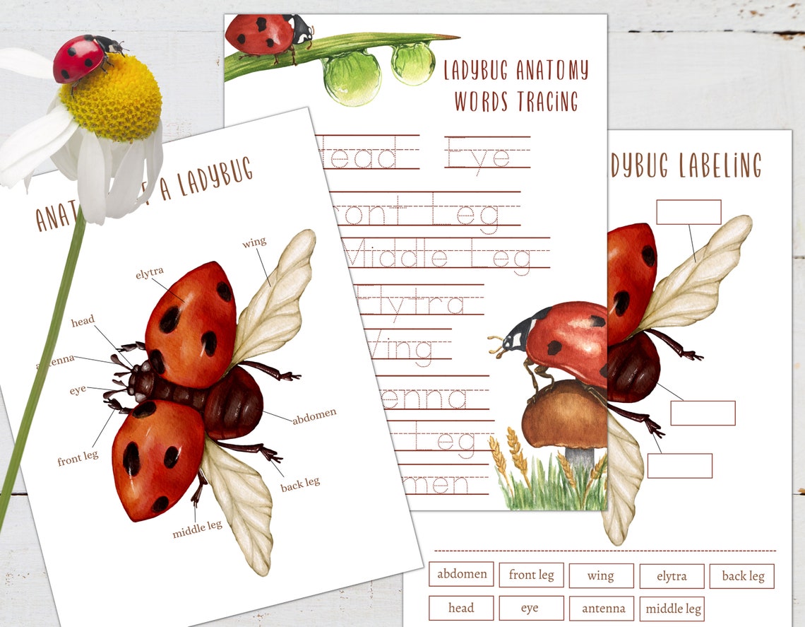 LADYBUG Anatomy Poster, Labeling and Tracing Activity, Homeschool ...