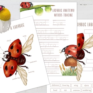 LADYBUG Anatomy Poster, Labeling and Tracing Activity, Homeschool ...