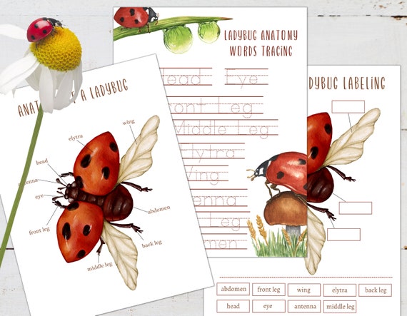 Printable Ladybug Label Parts Of The Ladybug Ladybug Informational
