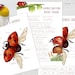 LADYBUG Anatomy Poster, Labeling and Tracing Activity, Homeschool ...
