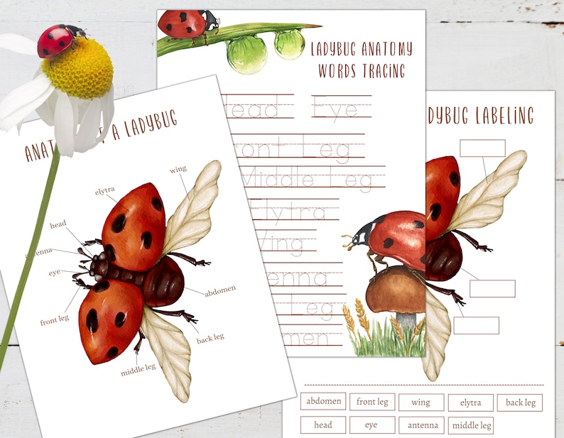 LADYBUG Anatomy Poster, Labeling and Tracing Activity, Homeschool ...