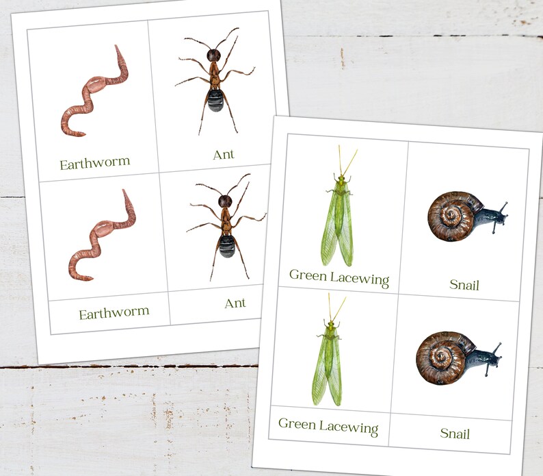 MINIBEASTS Mini Poster 3-part Cards Homeschool Montessori - Etsy