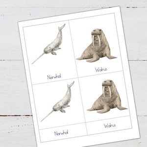 POLAR ANIMALS Mini Poster + 3-part Cards, Arctic and Antarctic Animals ...
