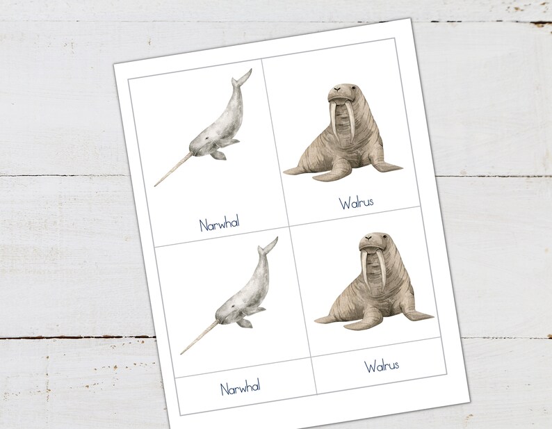 POLAR ANIMALS Mini Poster + 3-part Cards, Arctic and Antarctic Animals ...