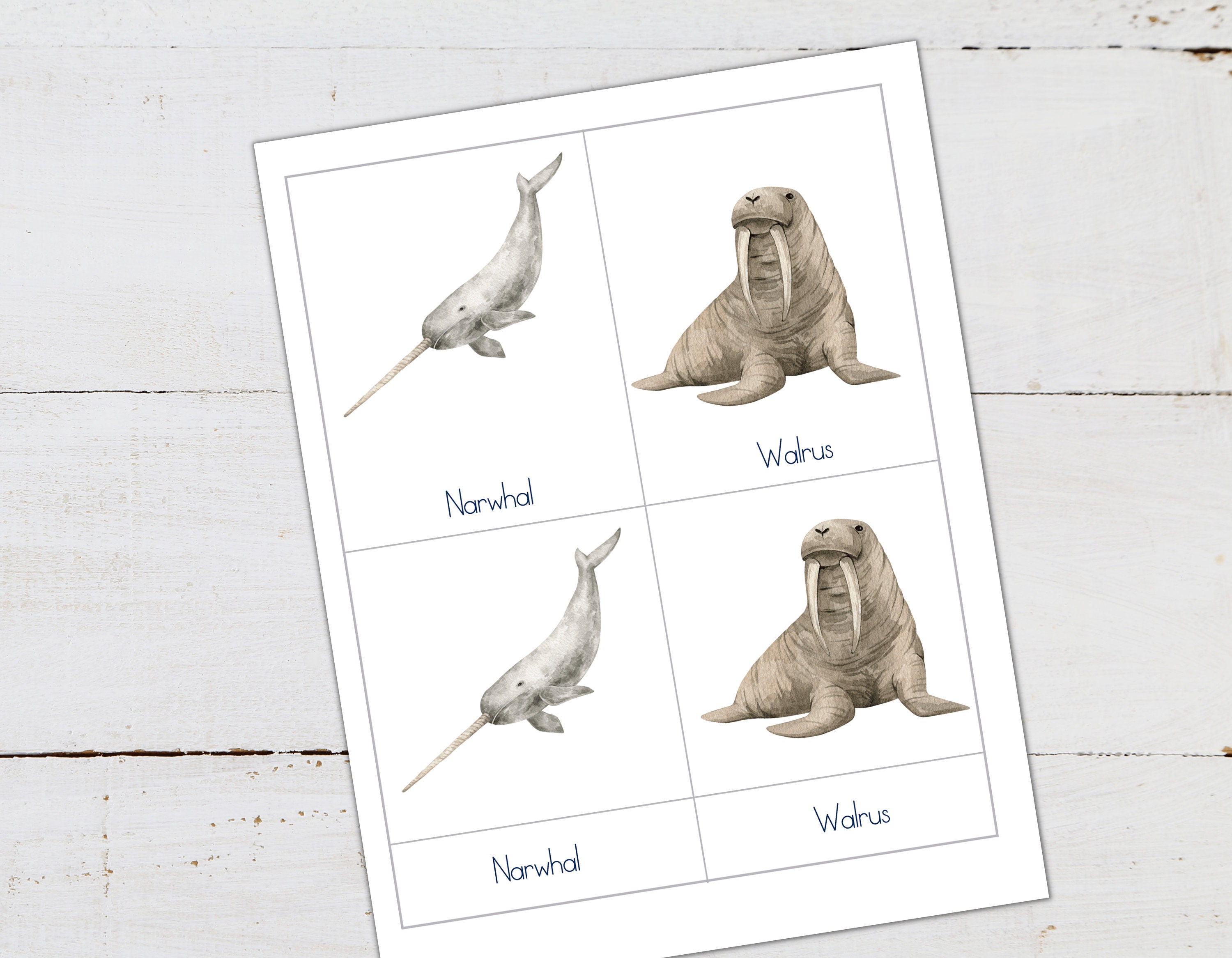 POLAR ANIMALS Mini Poster 3-part Cards, Arctic and Antarctic Animals ...