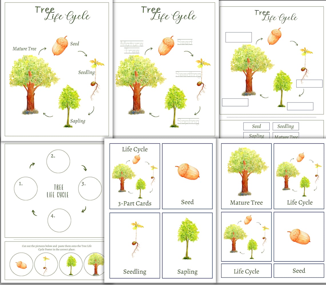 TREE Unit Study, Life Cycle, Anatomy, Nature Study, Science, Homeschool ...