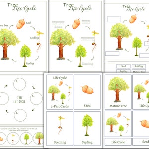 TREE Unit Study, Life Cycle, Anatomy, Nature Study, Science, Homeschool ...