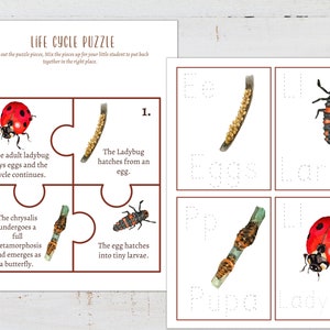 LADYBUG LIFE CYCELE, Homeschool, Montessori, Instant Download - Etsy