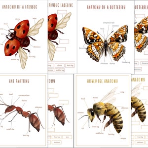 POLLINATOR Unit Study, Anatomy, Nature Study, Science, Homeschool ...
