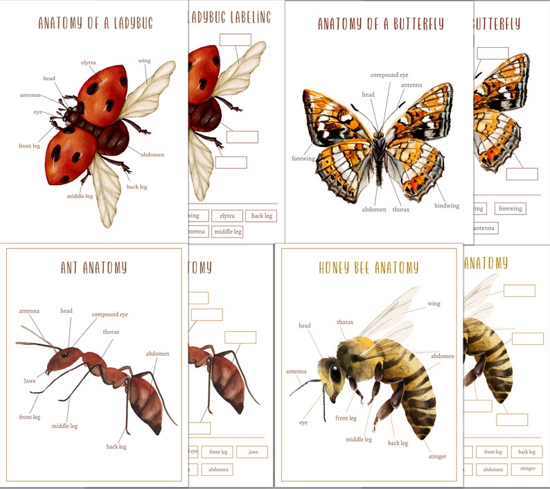 POLLINATOR Unit Study Anatomy Nature Study Science - Etsy
