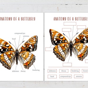 BUTTERFLY Anatomy Poster, Labeling and Tracing Activity, Homeschool ...