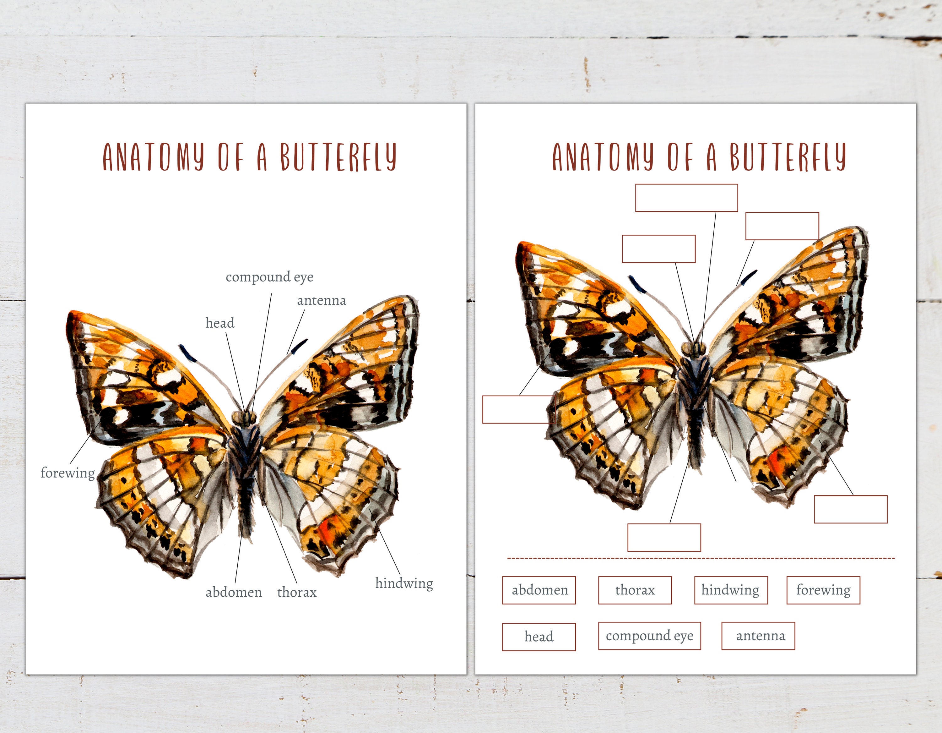 BUTTERFLY Anatomy Poster, Labeling and Tracing Activity, Homeschool ...