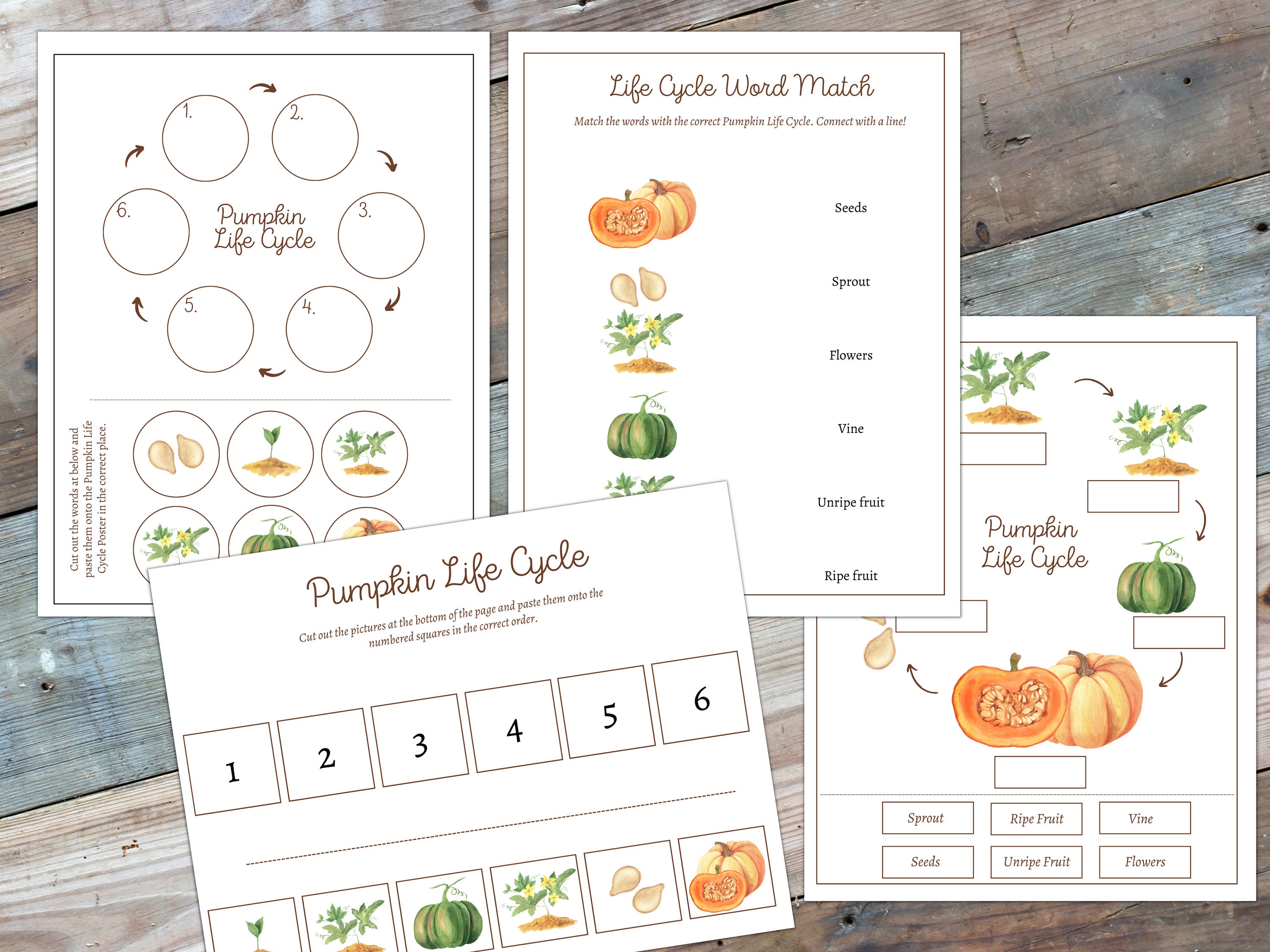 PUMPKIN LIFE CYCLE, Posters, 3-part Cards, Fact Cards, Tracing ...