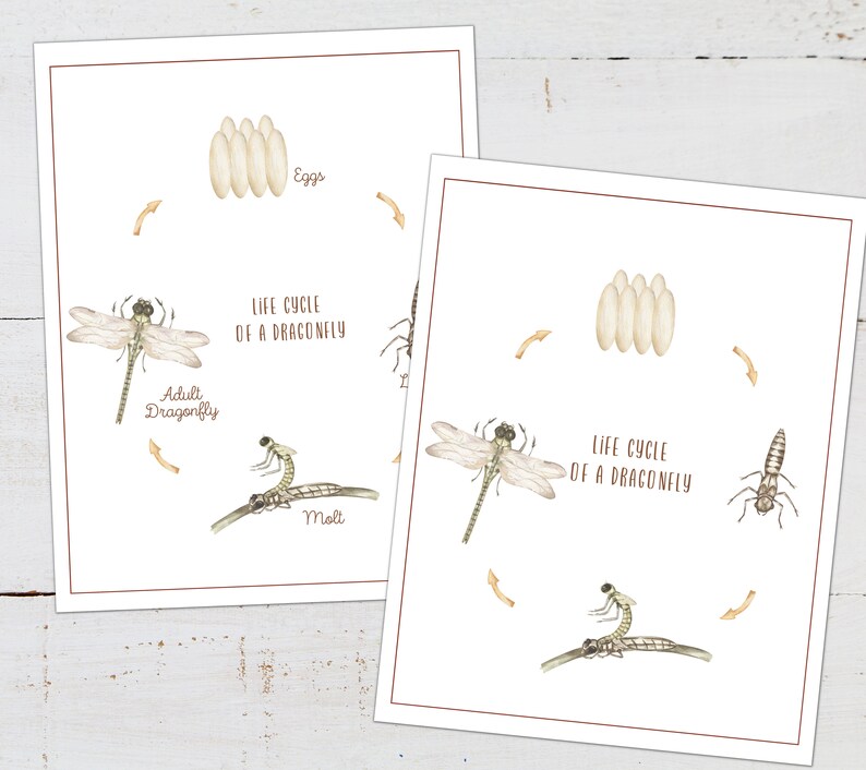 DRAGONFLY Life Cycle, Nature Study, Science, Homeschool, Montessori ...