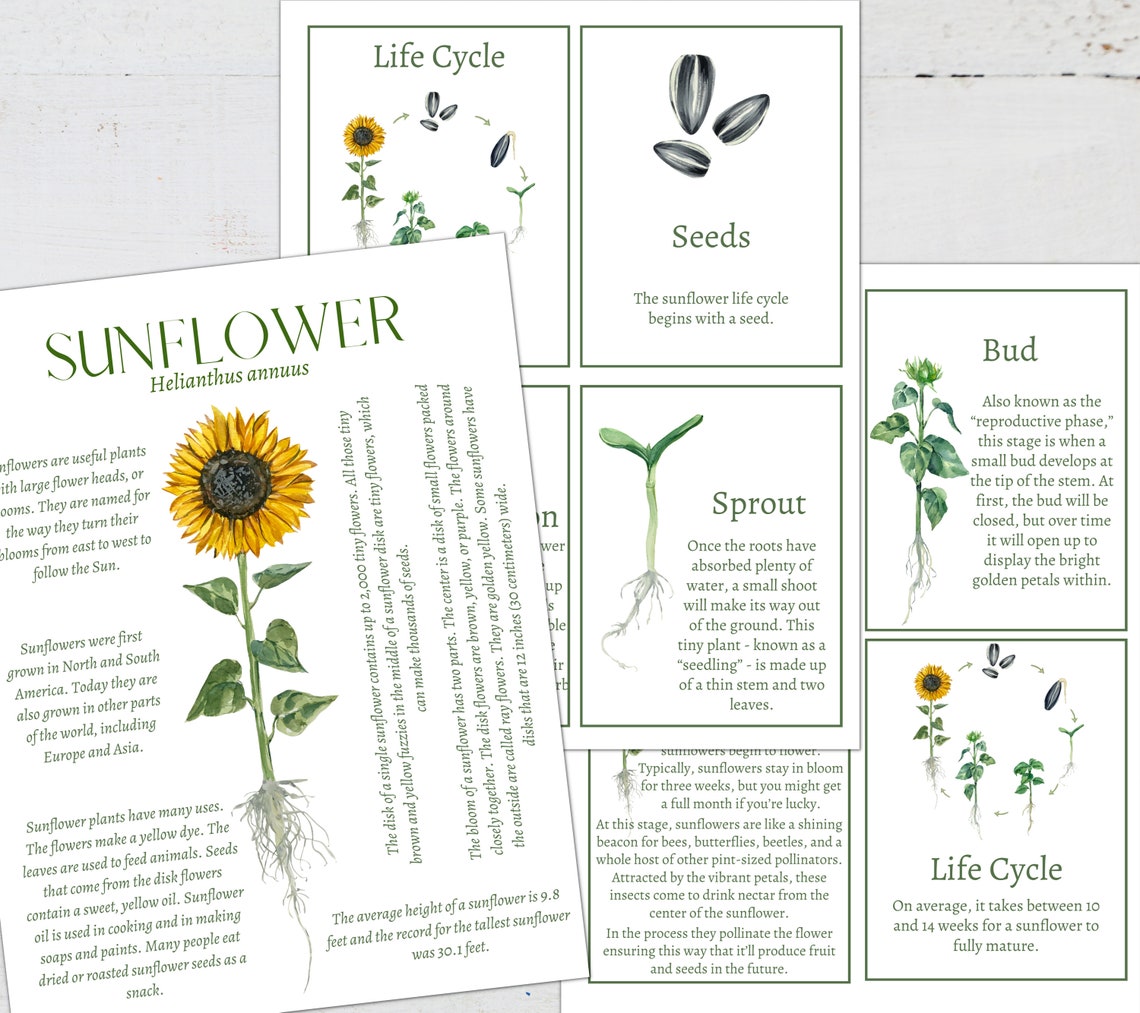 SUNFLOWER Unit Study Life Cycle Anatomy Nature Study - Etsy