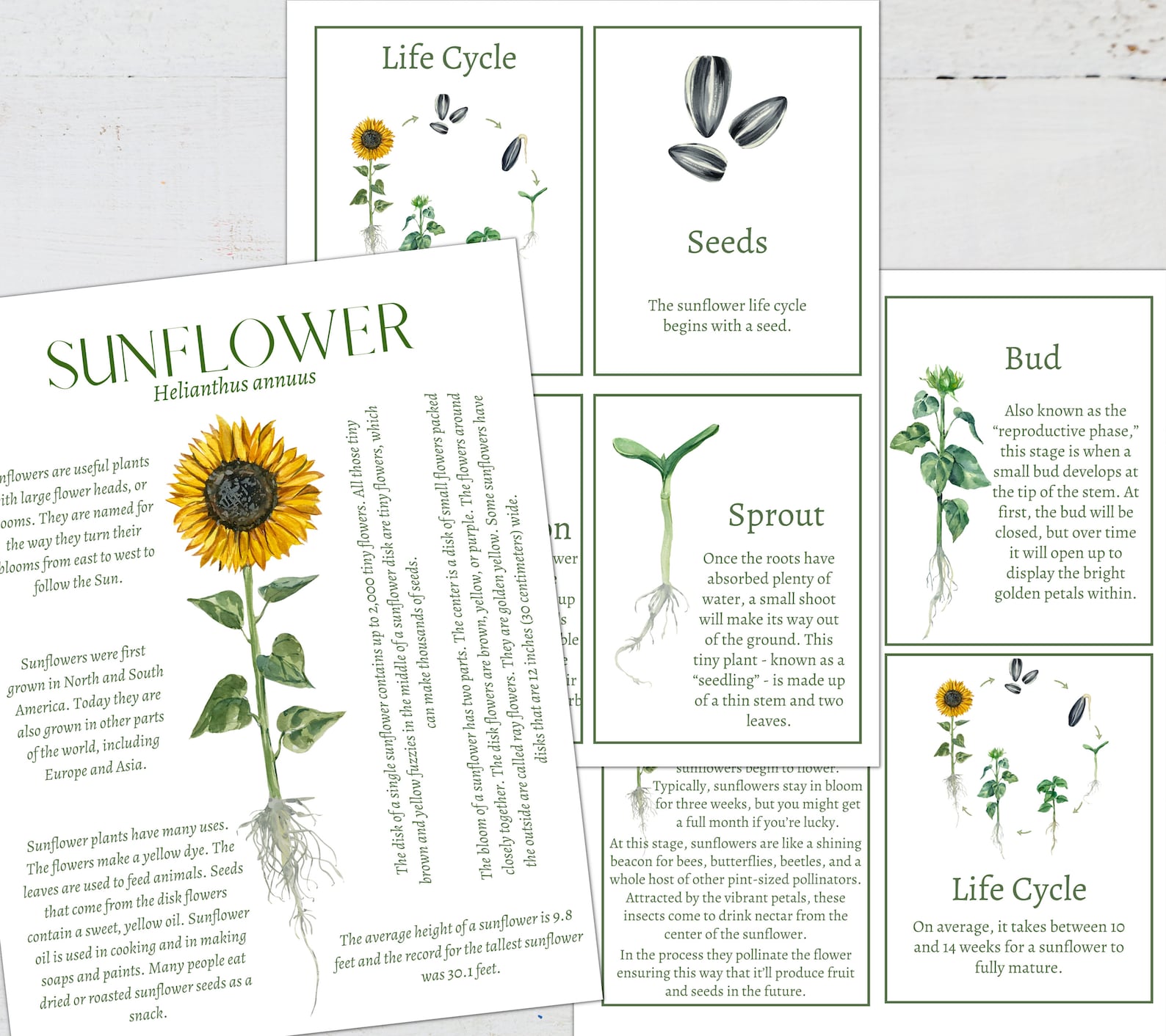 SUNFLOWER Unit Study, Life Cycle, Anatomy, Nature Study, Science ...