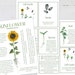 SUNFLOWER Unit Study, Life Cycle, Anatomy, Nature Study, Science ...