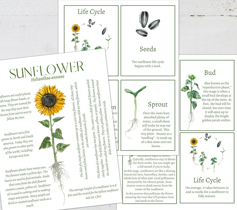SUNFLOWER Unit Study, Life Cycle, Anatomy, Nature Study, Science ...