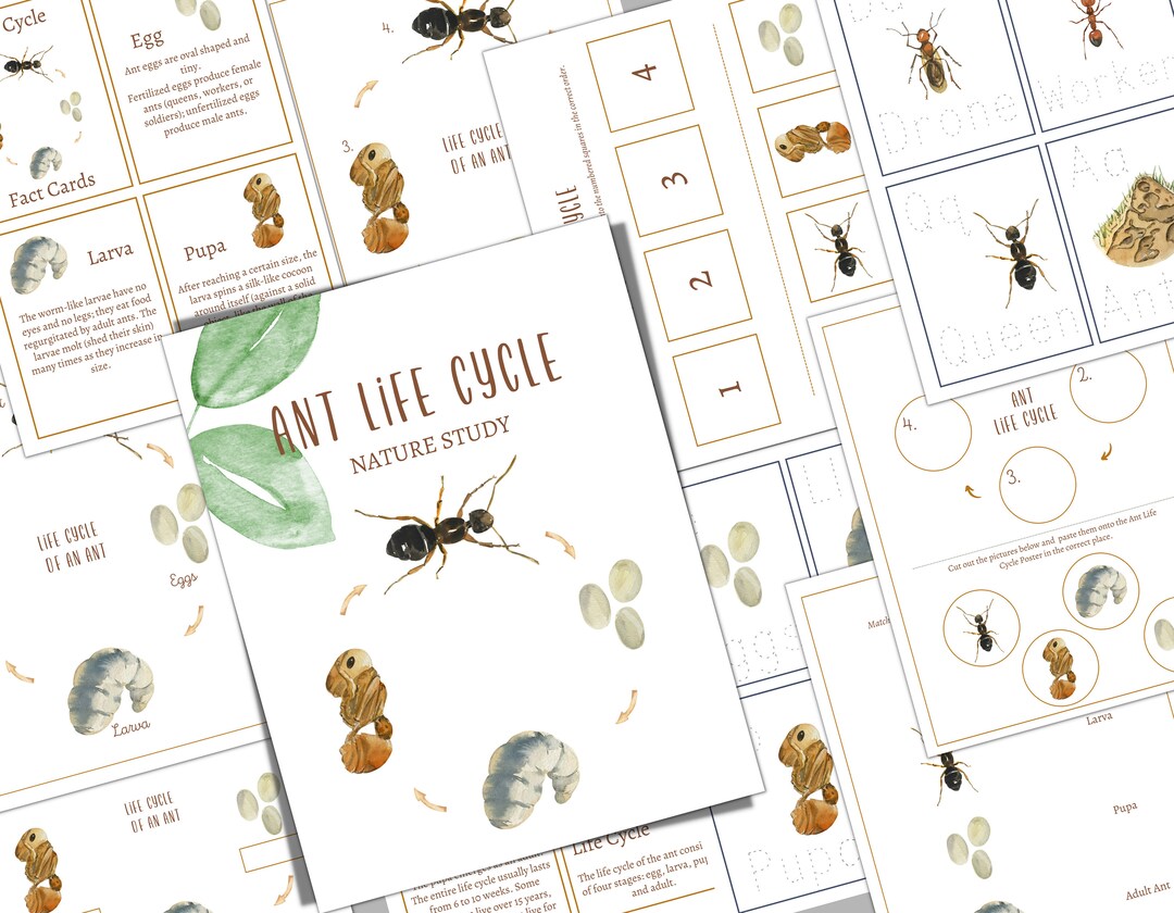 ANT LIFE CYCELE, Homeschool, Montessori, Instant Download - Etsy