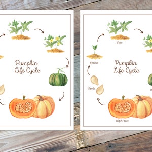 PUMPKIN LIFE CYCLE, Posters, 3-part Cards, Fact Cards, Tracing ...