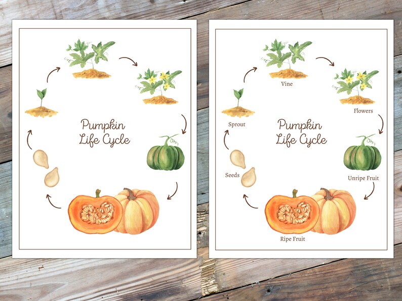 PUMPKIN LIFE CYCLE, Posters, 3-part Cards, Fact Cards, Tracing ...