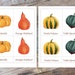 PUMPKIN Varieties Mini Poster + 3-part Cards, Homeschool, Montessori ...