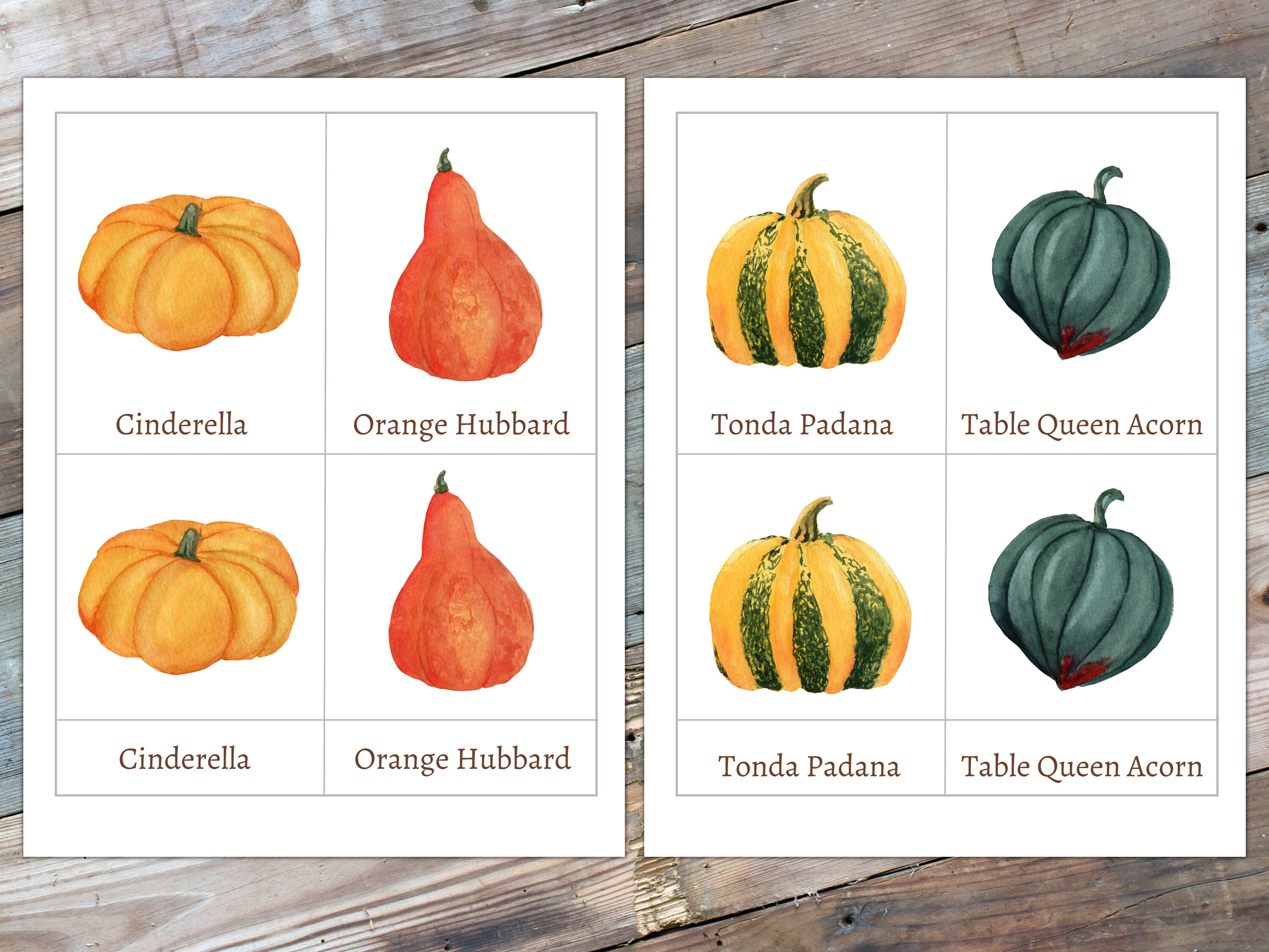 PUMPKIN Varieties Mini Poster + 3-part Cards, Homeschool, Montessori ...