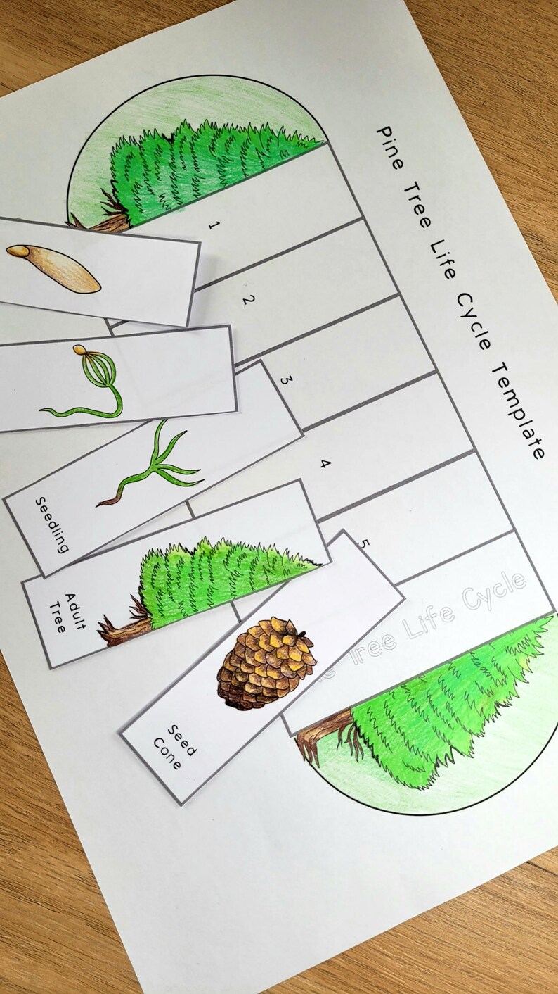 Pine Tree Life Cycle, Tree Sequence and Fold Kids' Science Craft, A4 ...
