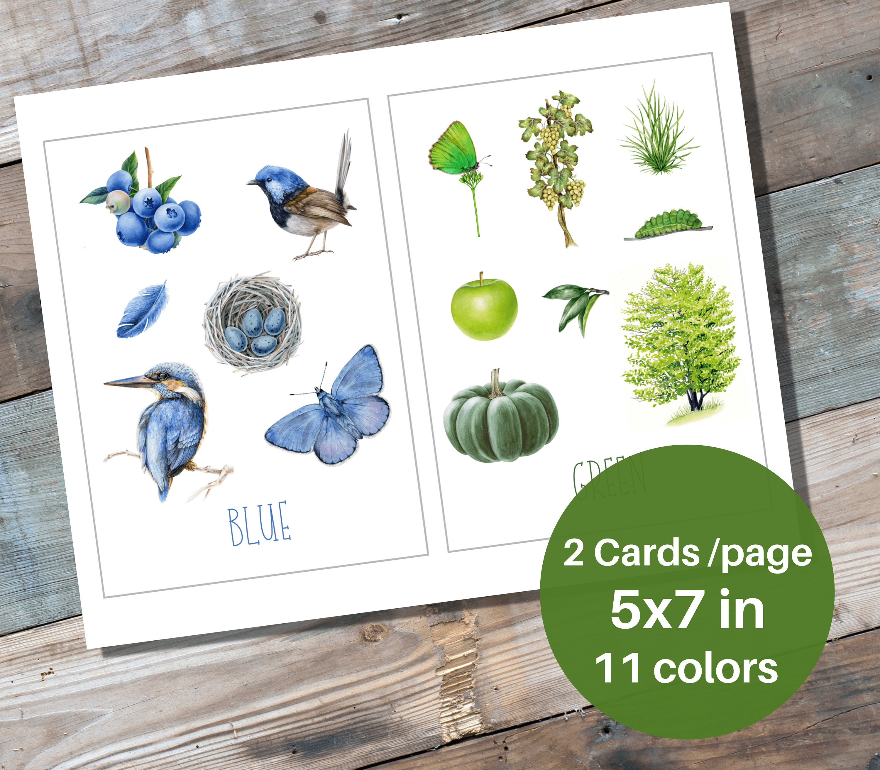 COLORS in Nature Flashcards Color Flashcards Vocabulary - Etsy