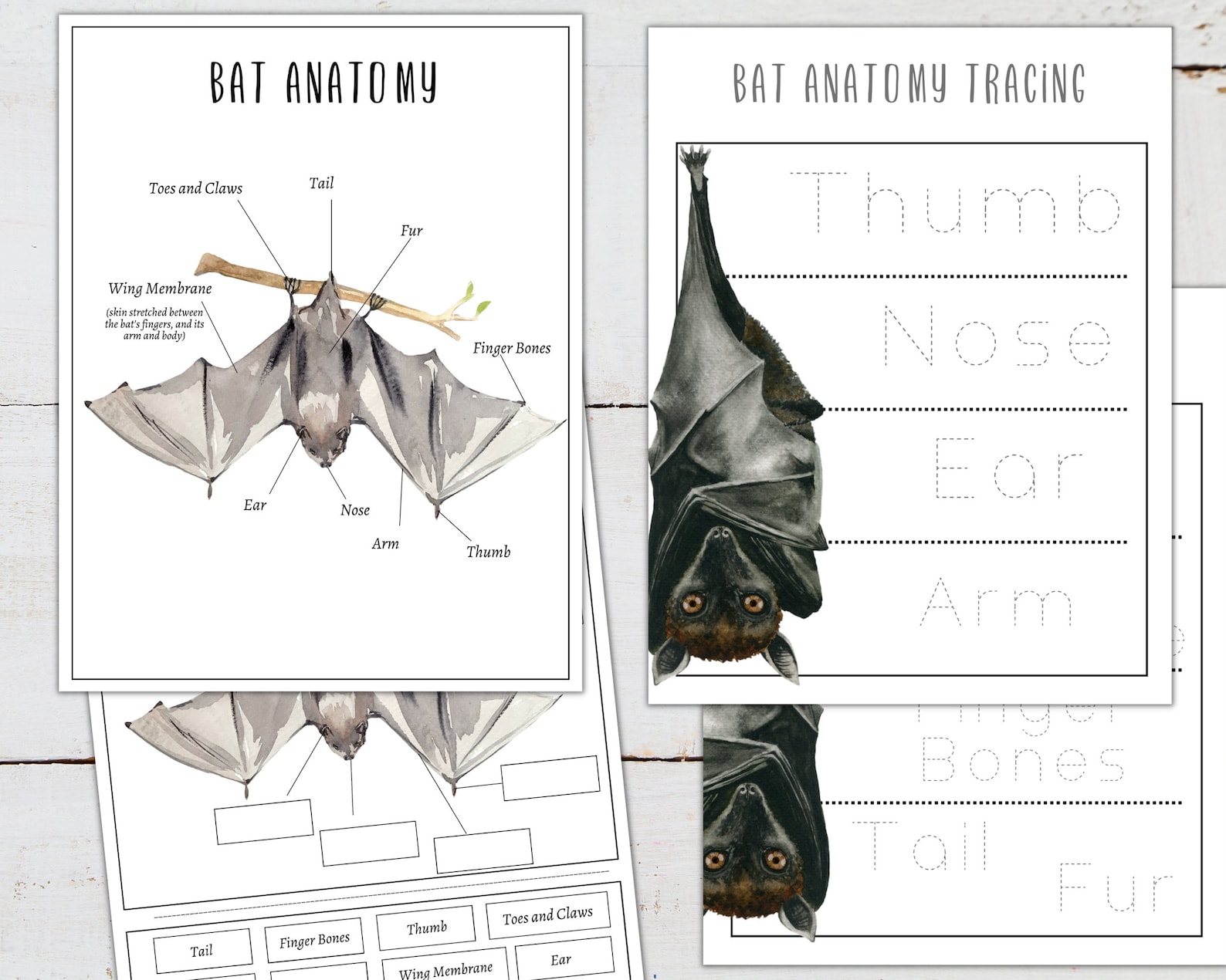BAT Unit Study Life Cycle Anatomy Nature Study Science - Etsy UK