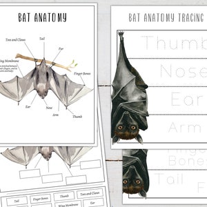 BAT Unit Study, Life Cycle, Anatomy, Nature Study, Science, Homeschool ...